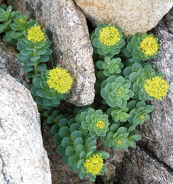 Spring Herbs For Awakening - Colorado | Outrageous Baking